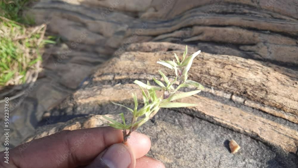 White Cynodon dactylon grass. Its other names Bermuda, Dhoob, durva ...
