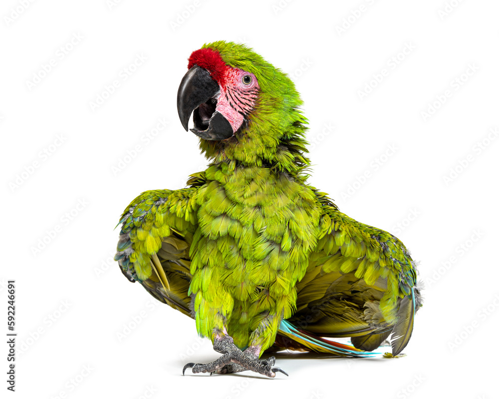 Angry Great green macaw spreading its wings and feathers to impress ...