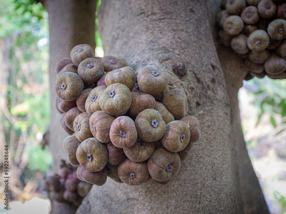 Elephant ear figs under the fig tree also known as ficus auriculata or ...