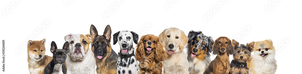 Row of different size and breed dogs over white horizontal social media ...