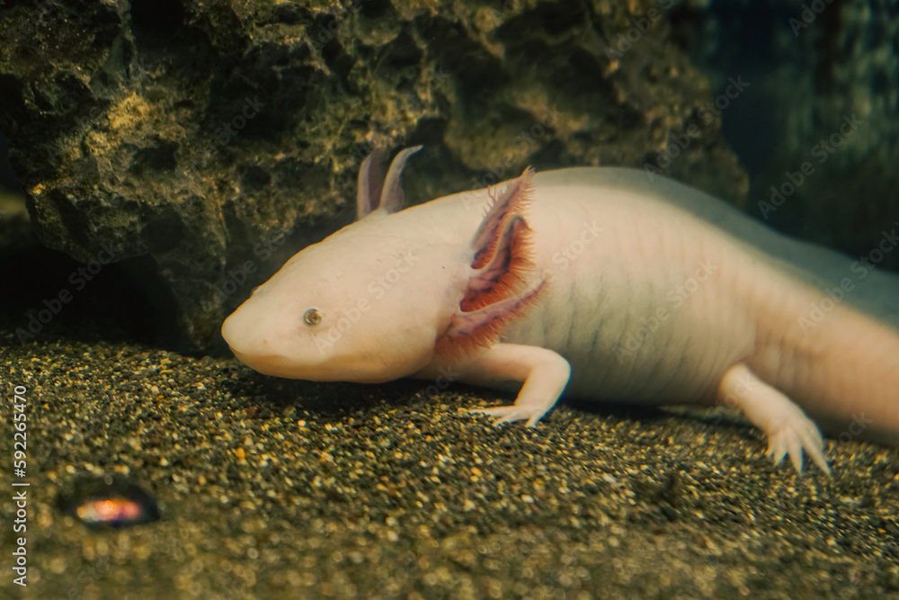 Axolotl, Mexican walking fish, salamander, tiger salamander. A pink ...