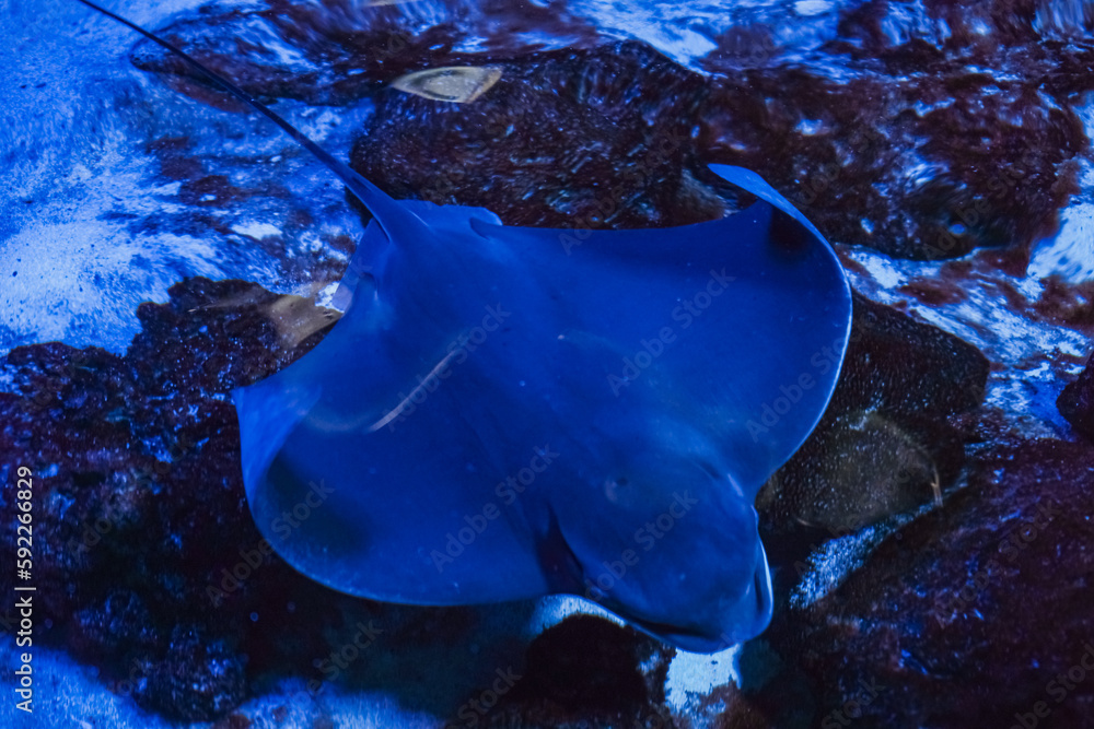 The stingray swims underwater. The stingray is a flat sea fish. An ...