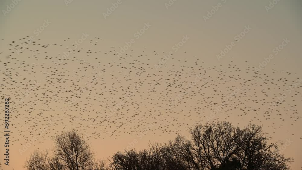 Starling birds murmuration in the sky over threes at the end of the day ...