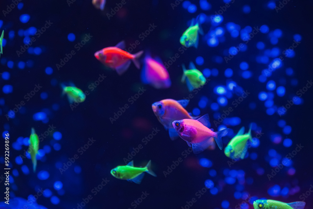 A flock of beautiful neon glowing fish in a dark aquarium with neon ...