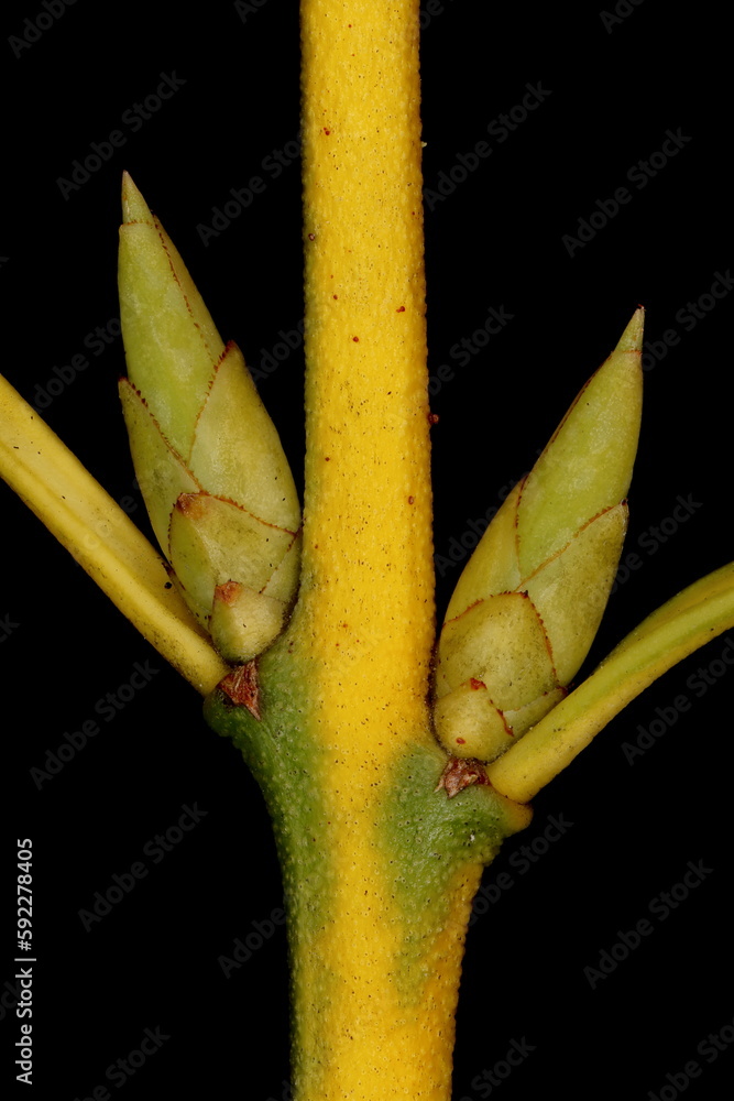 Fortune's Spindle (Euonymus fortunei). Lateral Buds Closeup Stock Photo ...
