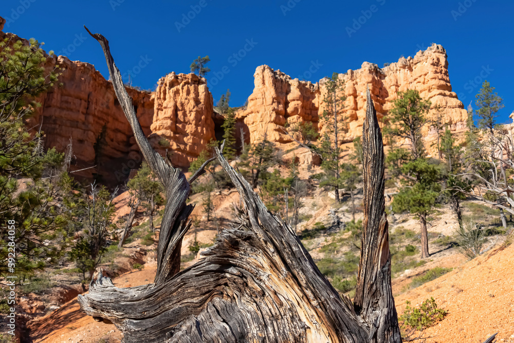 Selective focus on dry tree trunk with panoramic view on sandstone rock ...