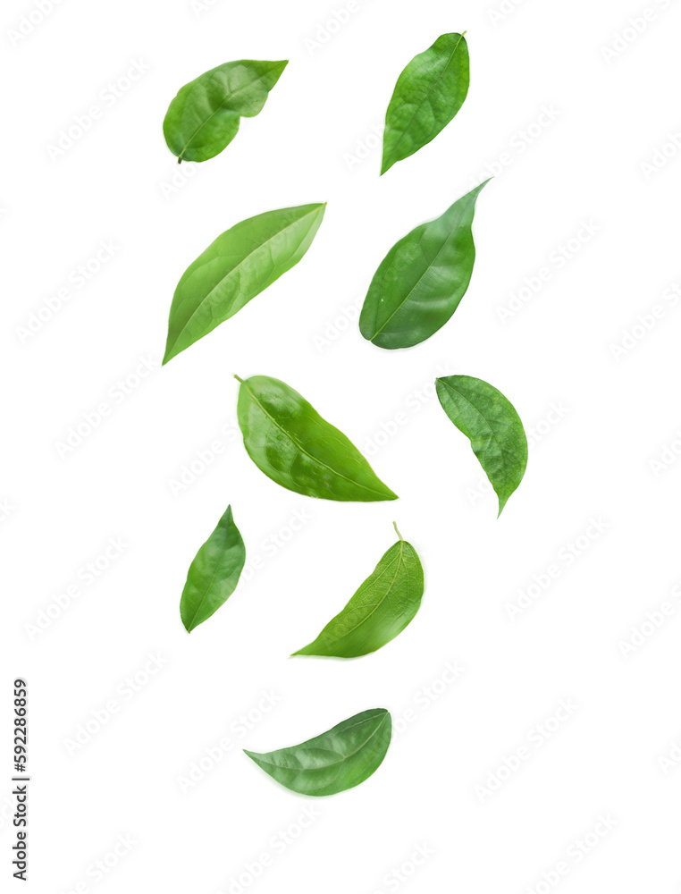 Green leaves flying in the air isolated on transparent background ...