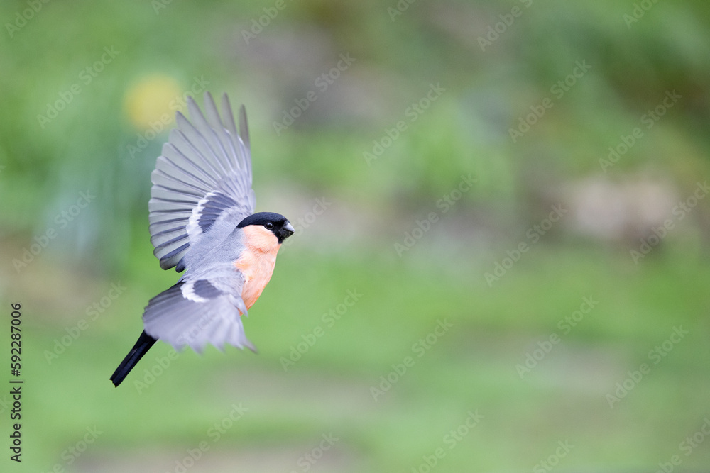 Adult male Eurasian Bullfinch (Pyrrhula pyrrhula) in flight with wings ...