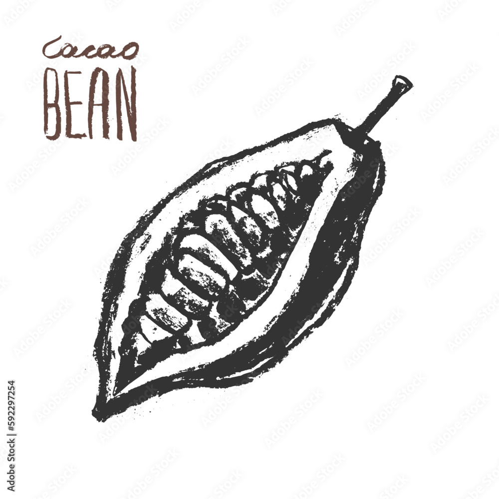 Cocoa bean icon. Hand drawn sketch vector Cacao beans. Leaves of Cocoa ...