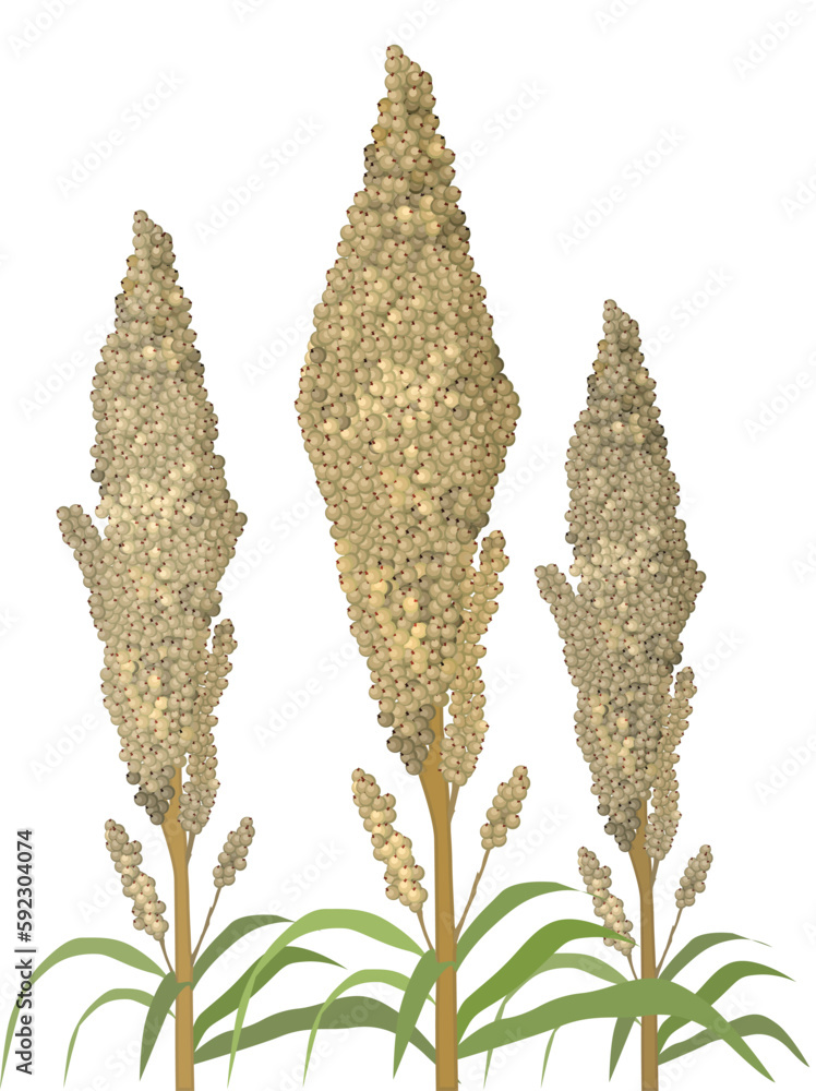 Jowar Seeds, Sorghum bicolor, commonly called sorghum and also known as ...