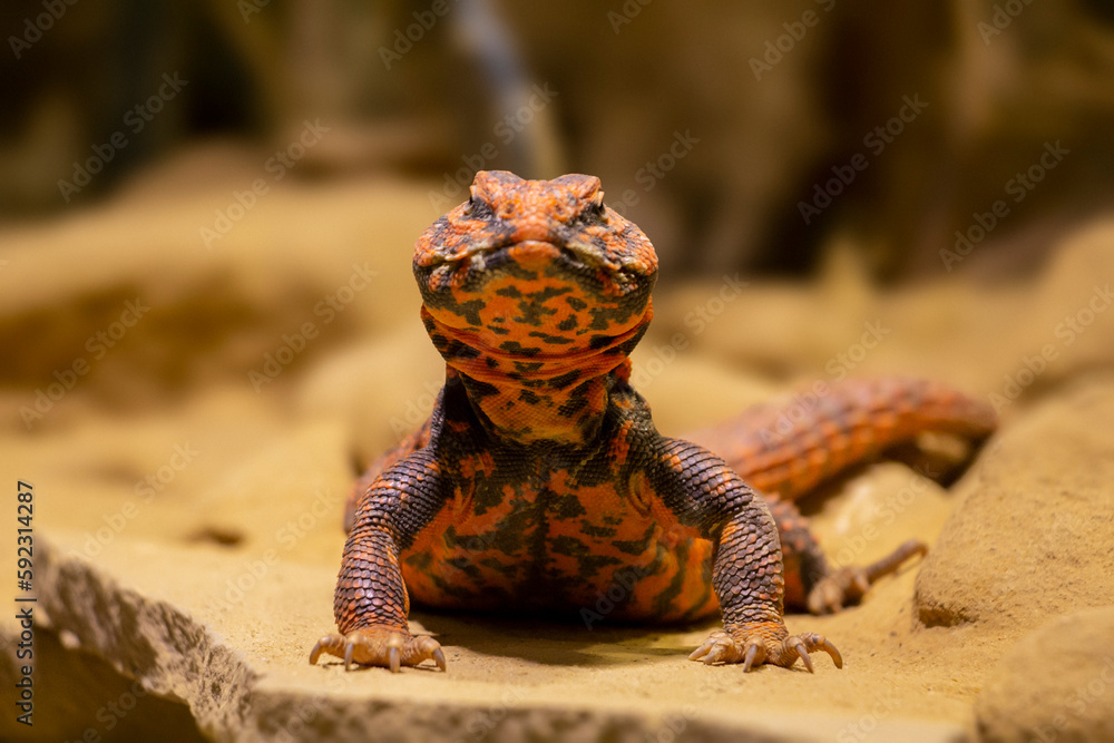 Closeup View of Cute Uromastyx Lizard in Terrarium. Uromastyx Care ...