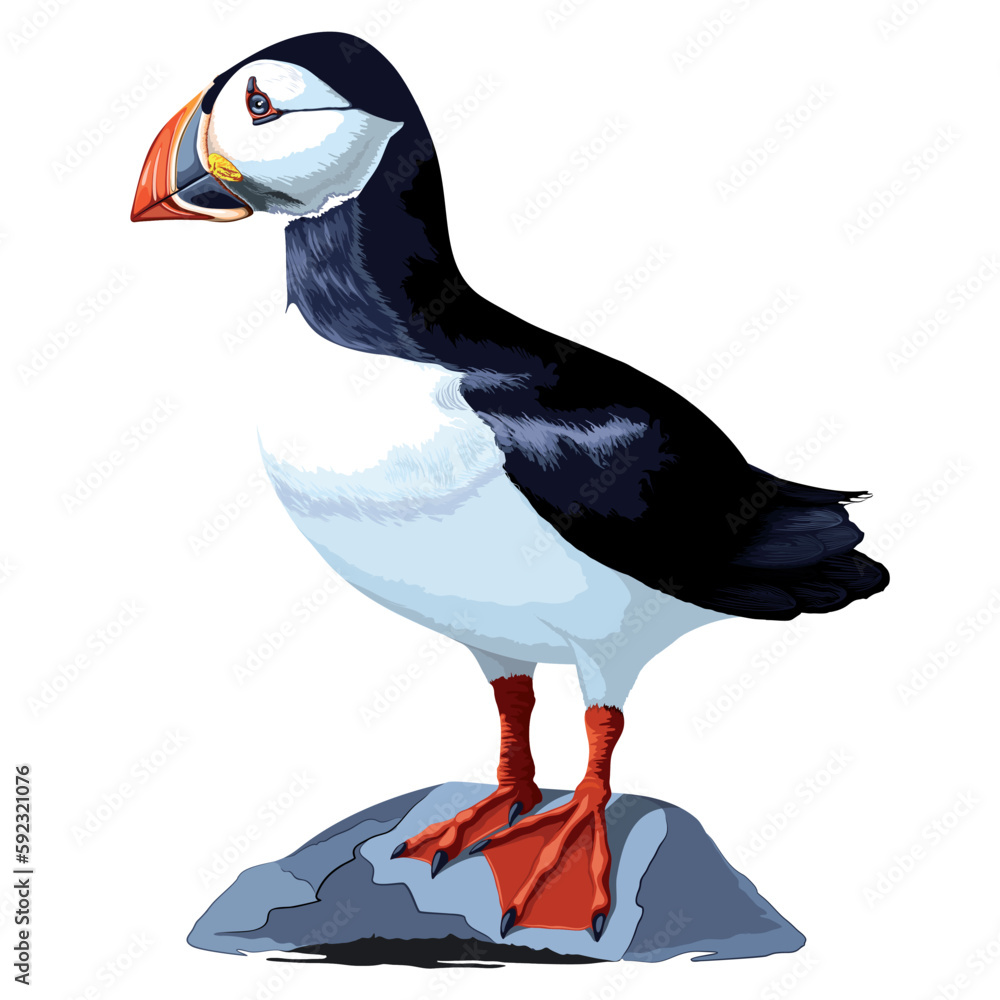 Puffin Cute Atlantic Seabird standing on a rock Vector Illustration ...