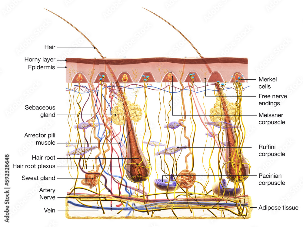 Sensory Receptors In Skin Diagram