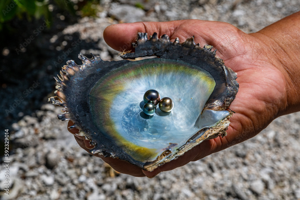 Pearl in a shell with Mother of Pearl, Gaugain Pearl Farm, Rangiroa ...