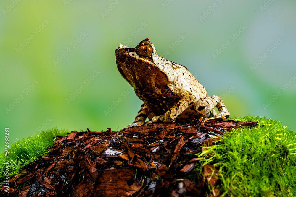 Megophrys montana (Asian horned frog, horned frog, Asian spadefoot toad ...