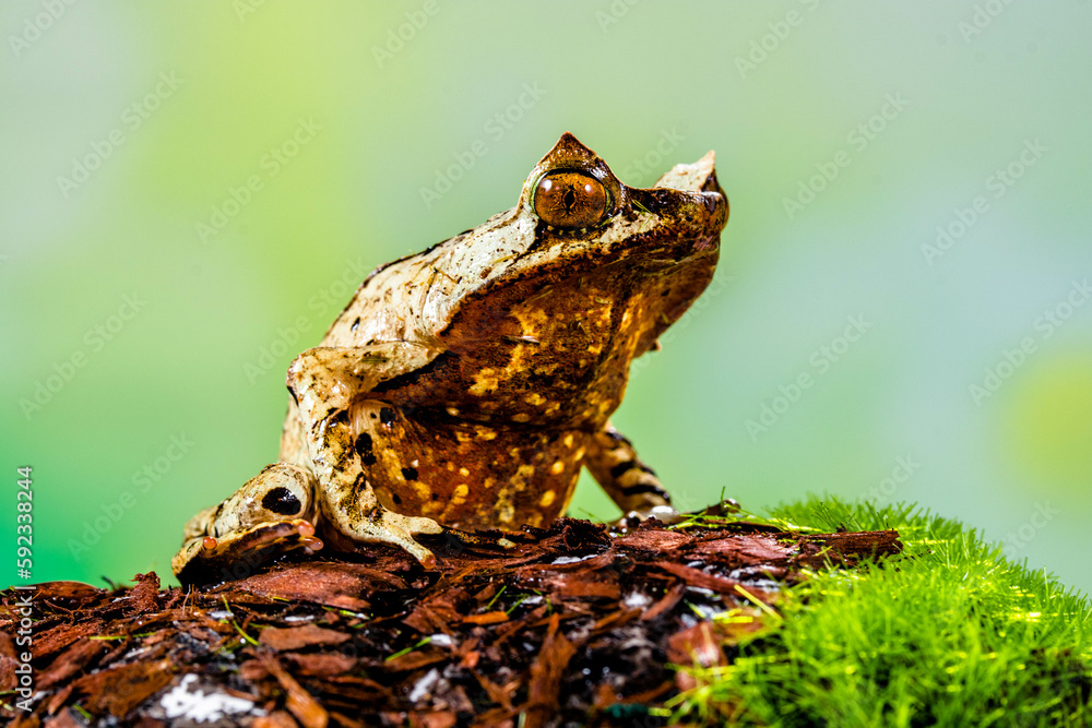 Megophrys montana (Asian horned frog, horned frog, Asian spadefoot toad ...