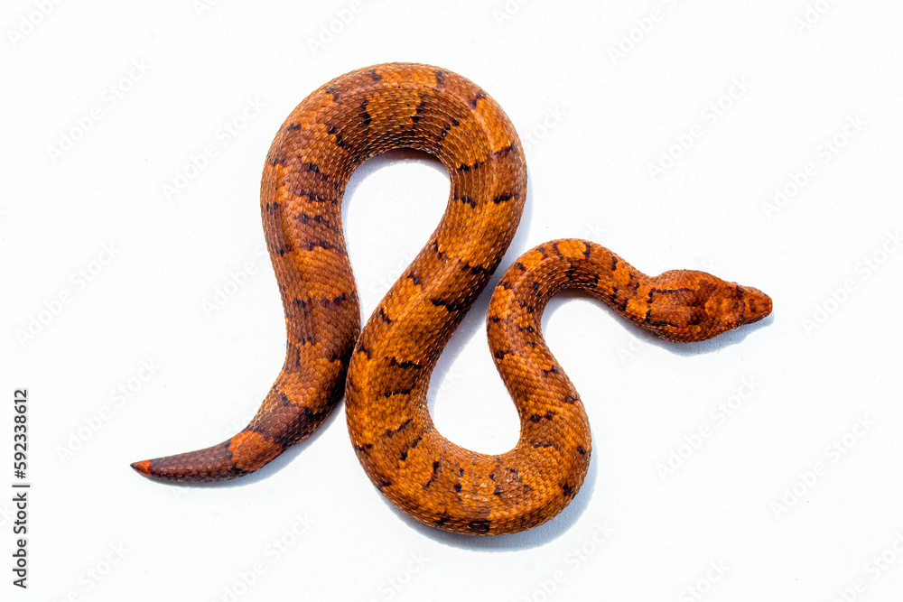 Candoia carinata, known commonly as the Pacific ground boa, Pacific ...