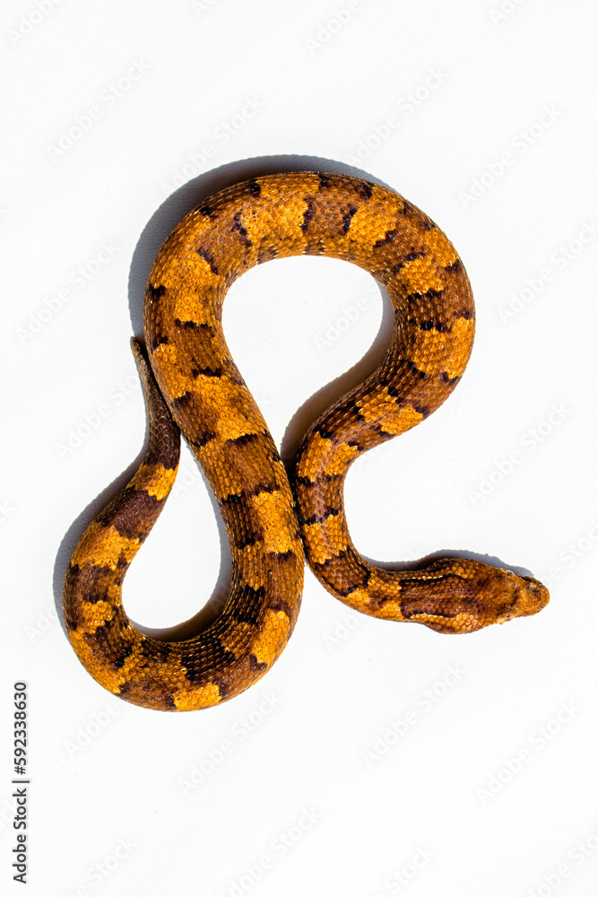 Candoia carinata, known commonly as the Pacific ground boa, Pacific ...