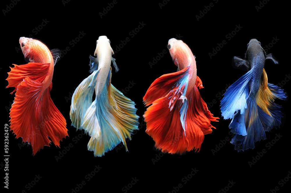 Rear view of four betta fish swimming side by side against a black ...