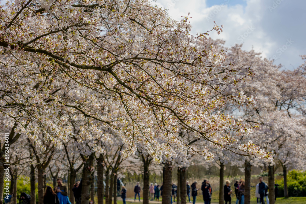 Selective focus of white pink Cherry Blossom or Sakura full bloom in ...