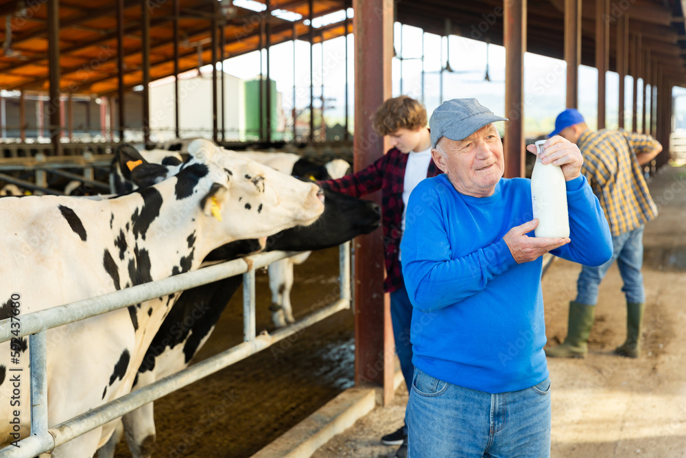 Elderly owner of cow farm with bottle of milk standing in stall on ...