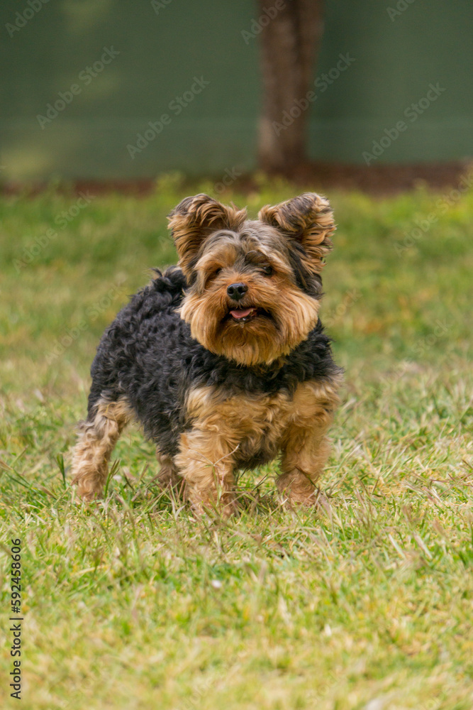yorkshire terier, yorkie, perro de raza pura, pequeño y hermoso, pelo ...