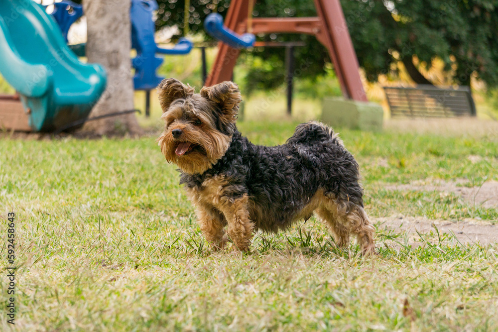 yorkshire terier, yorkie, perro de raza pura, pequeño y hermoso, pelo ...