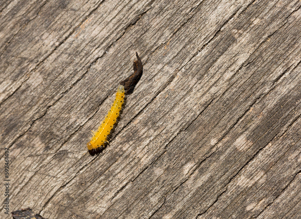 Cladius grandis. Tenthredinidae is the largest family of sawflies ...
