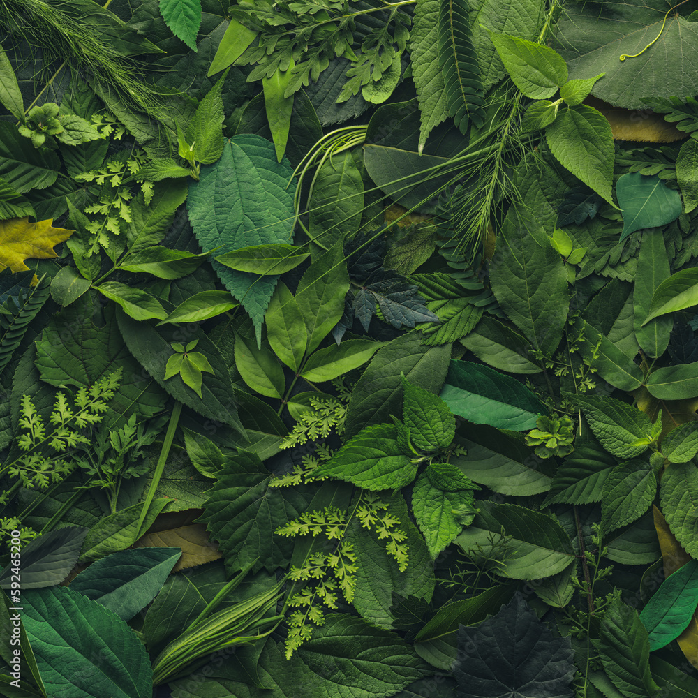 Foliage background with a variety of vibrant plant leaves showing a ...