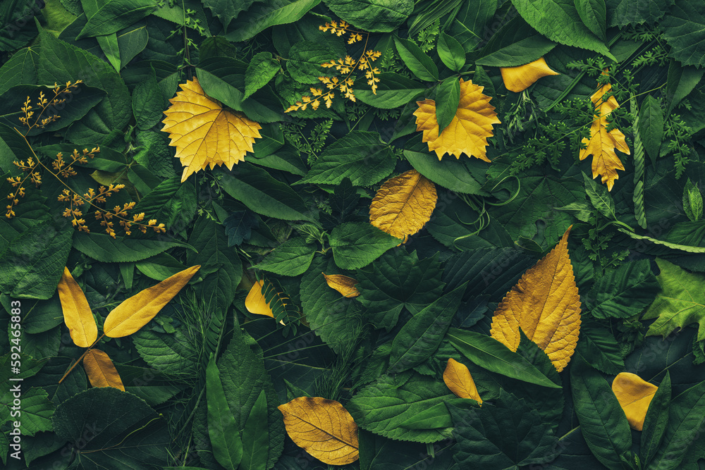 Foliage background with a variety of vibrant plant leaves showing a ...