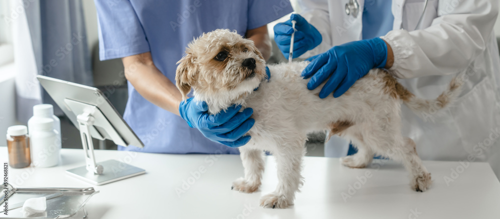 Livestock doctor and assistant to check dog's health and vaccinate ...