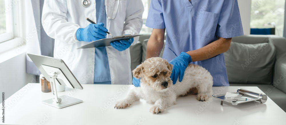Livestock doctor and assistant to check dog's health and vaccinate ...