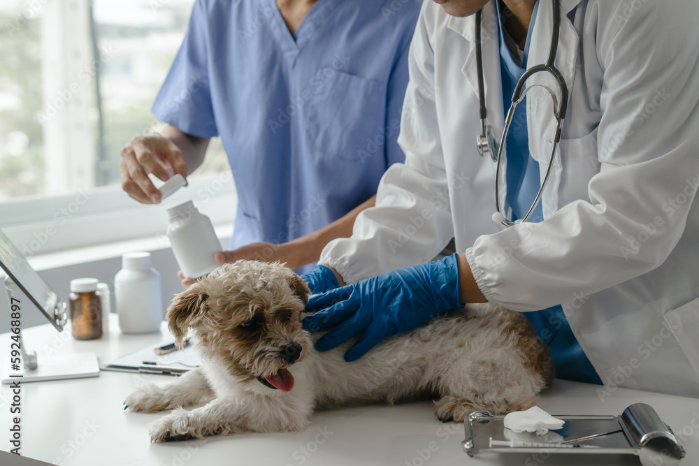 Livestock doctor and assistant to check dog's health and vaccinate ...