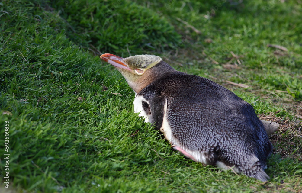 Adult Yellow-eyed penguin or hoiho (Megadyptes antipodes) resting on ...
