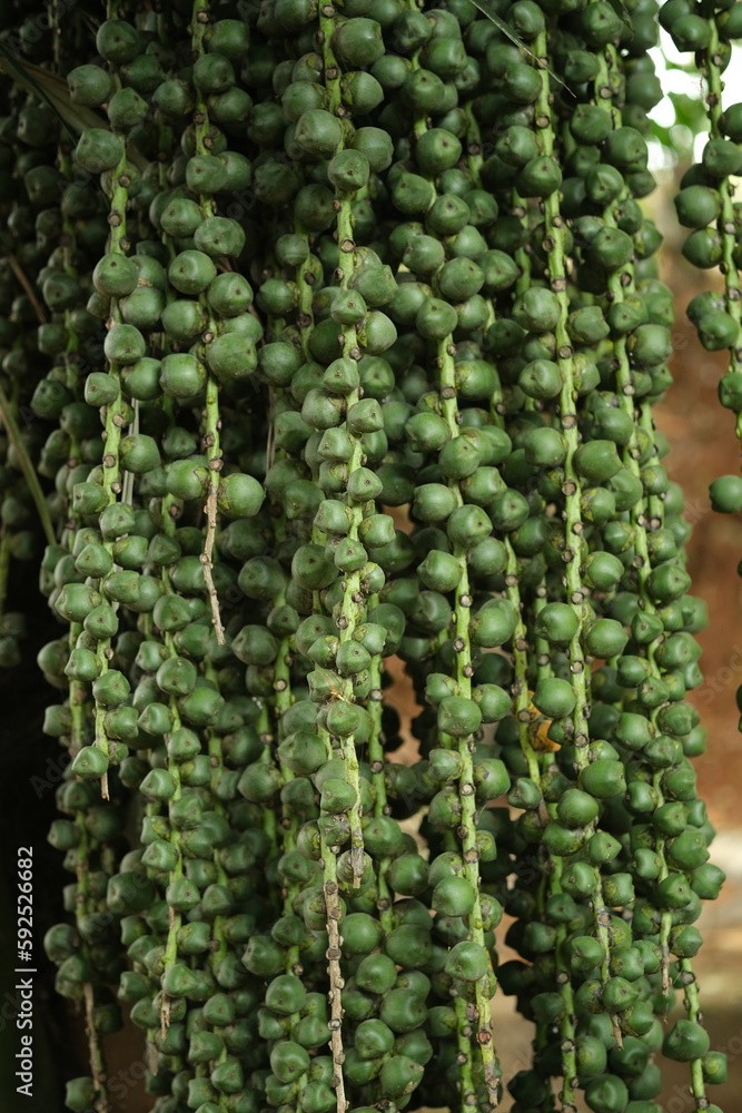 The sugar palm fruit is the name of a chewy oval shaped snack and ...