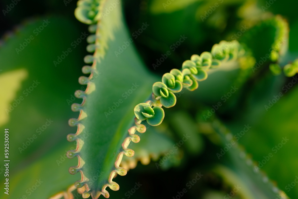 Kalanchoe Daigremontiana, mother of thousands, alligator plant is a ...
