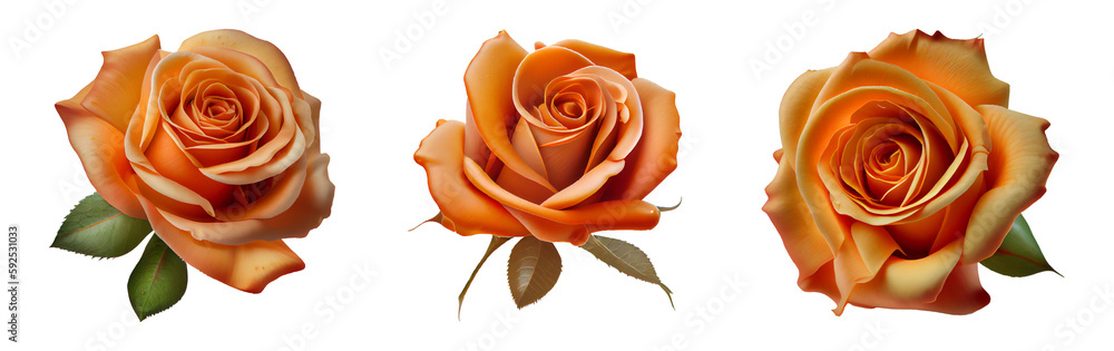 orange roses isolated on a transparent background. Spring flowers for ...