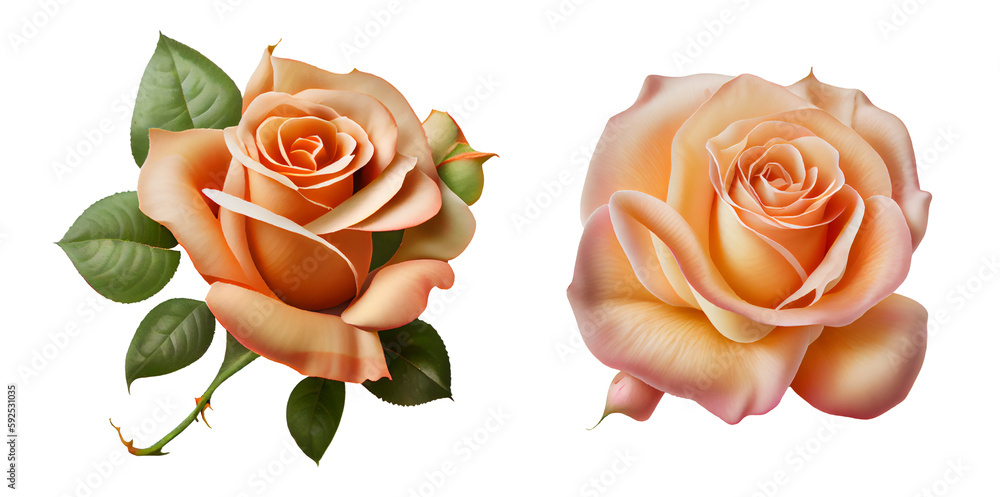 peach roses isolated on a transparent background. Spring flowers for ...