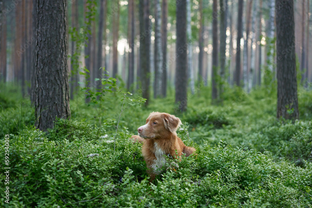 Dog in the forest. Walking with a pet. Red Nova Scotia Duck Tolling ...