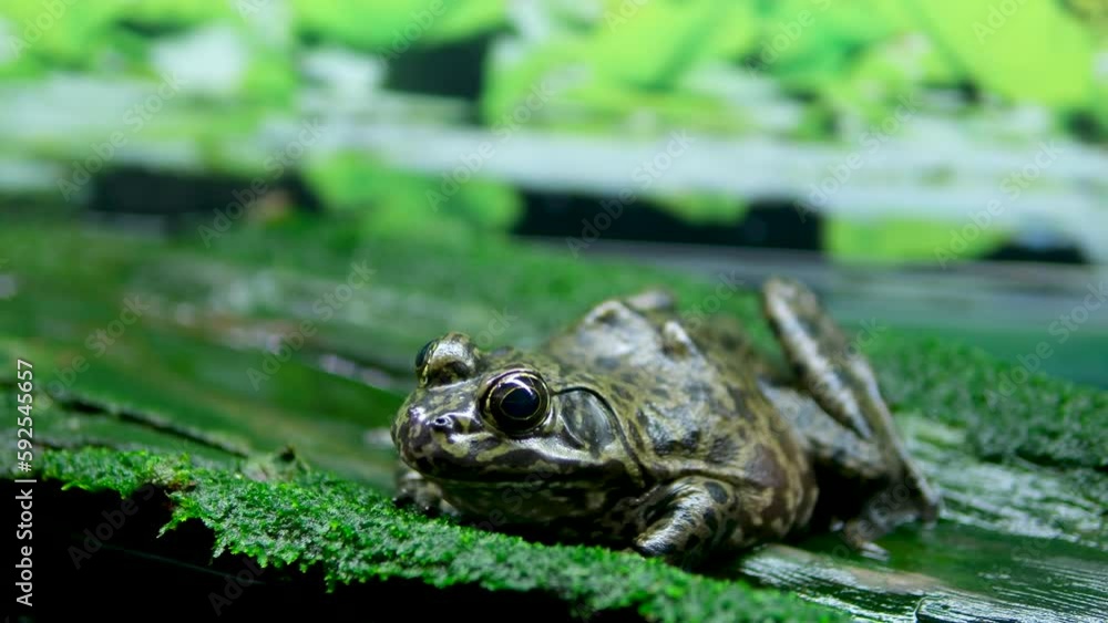African Bullfrog Mating On Water frog in aquarium transparent water ...