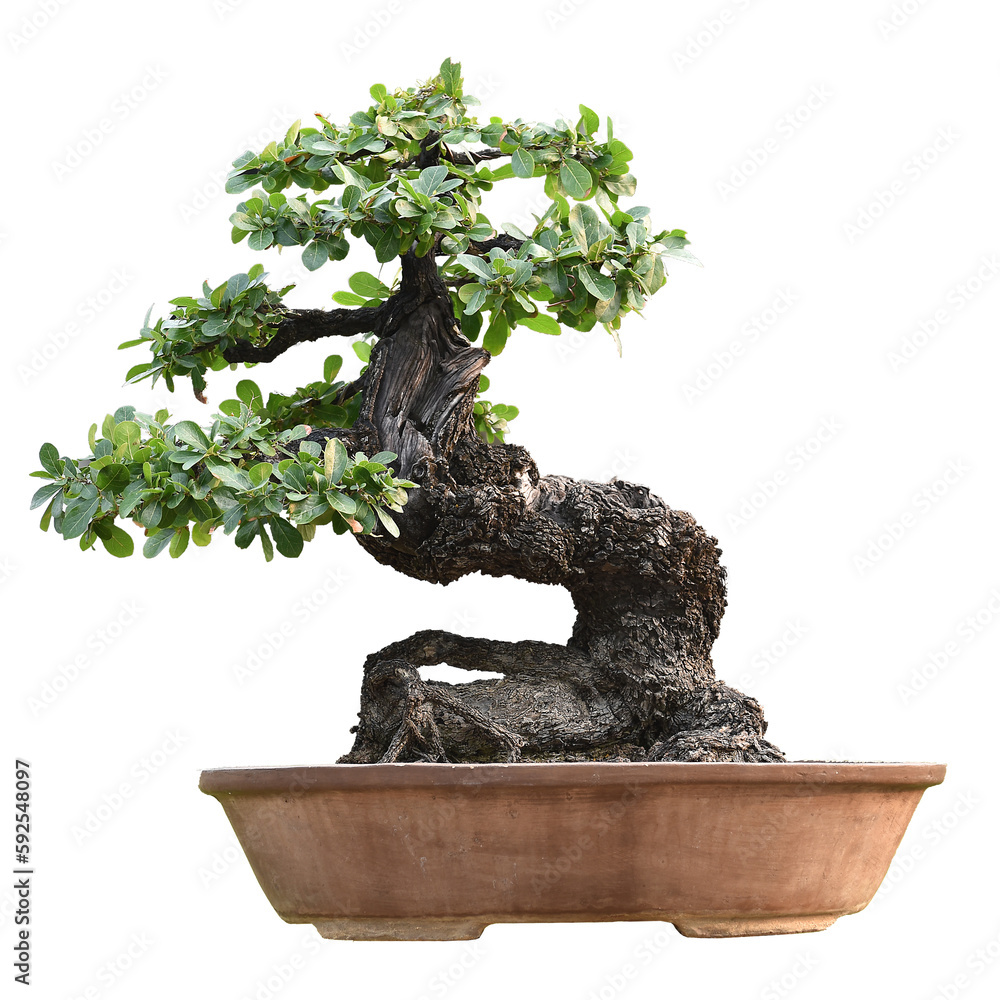 Small bonsai plants in pots are a hobby for decorating the garden ...
