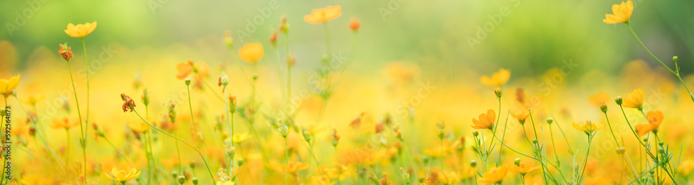 Nature of flower in garden using as background natural flora cover page ...