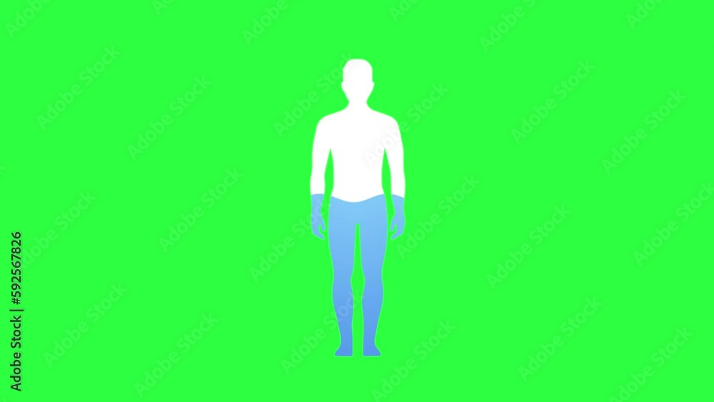 Water Rate In The Human Body Animation on chroma key green screen ...