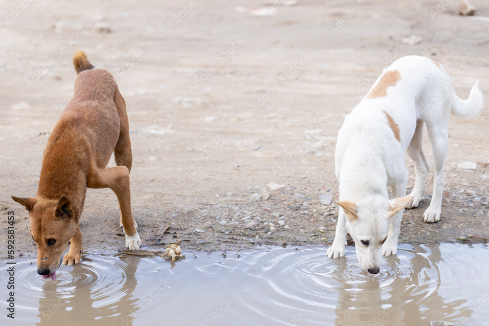Poster Two stray dogs drinking water from a puddle – Wall Art | UkPosters