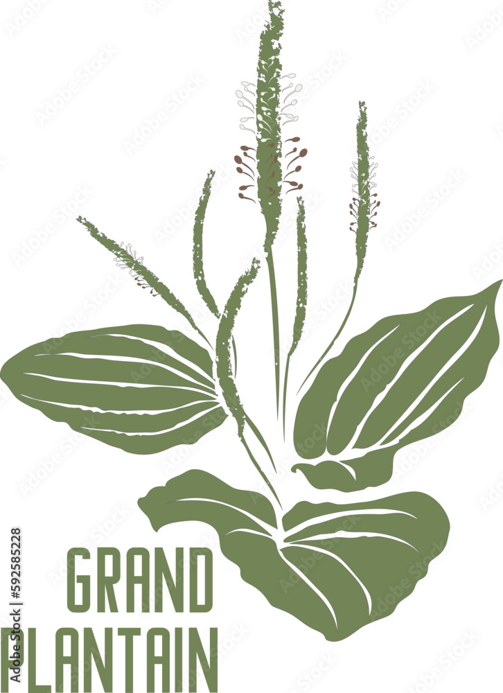 Grand plantain in vector silhouette. Plantago major herb image. Set of ...