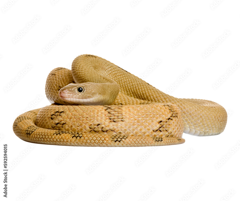 Transparent Background Blue snake Illustration Png. Transparent Clipart ...