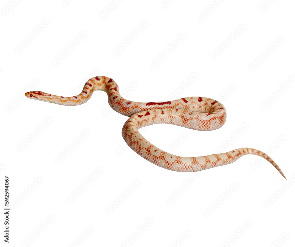 Transparent Background Blue snake Illustration Png. Transparent image ...