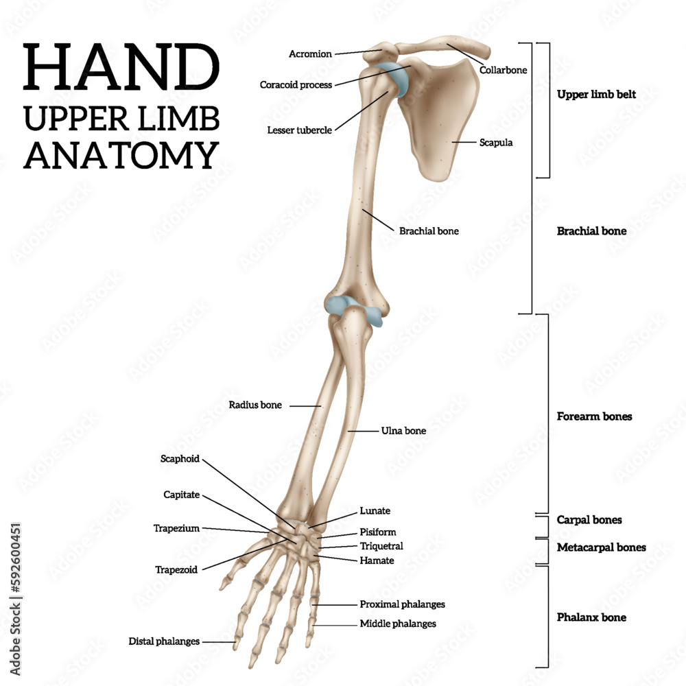 Upper Limb Diagram