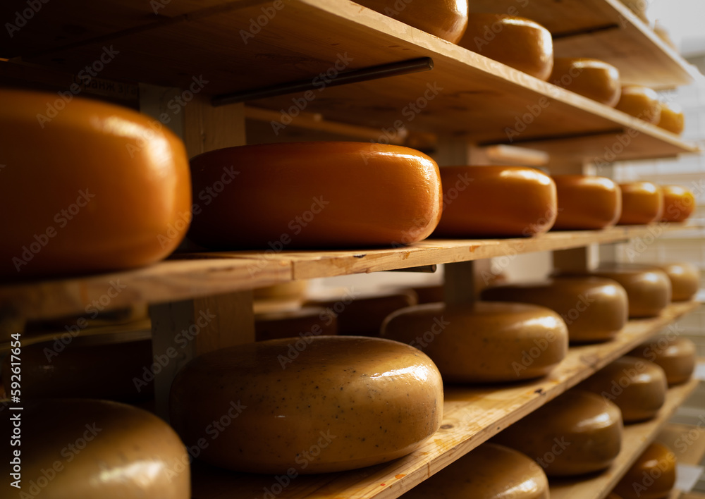 Assorted flavors of cheese wheels maturing in a cheese factory on ...