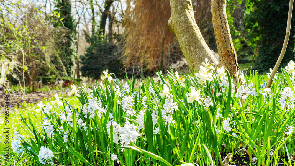 The first spring flowers grow in the garden under a tree. Daffodils ...